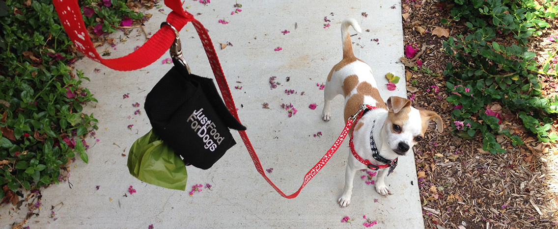 How to Clean Up Dog Poop - The Ultimate Guide