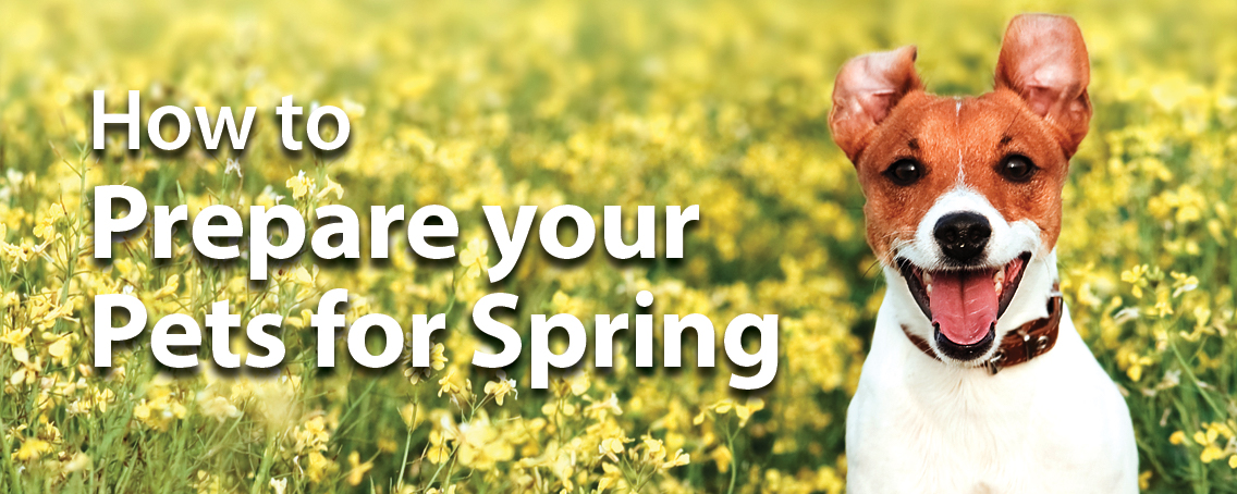 How To Prepare Your Pets For Spring